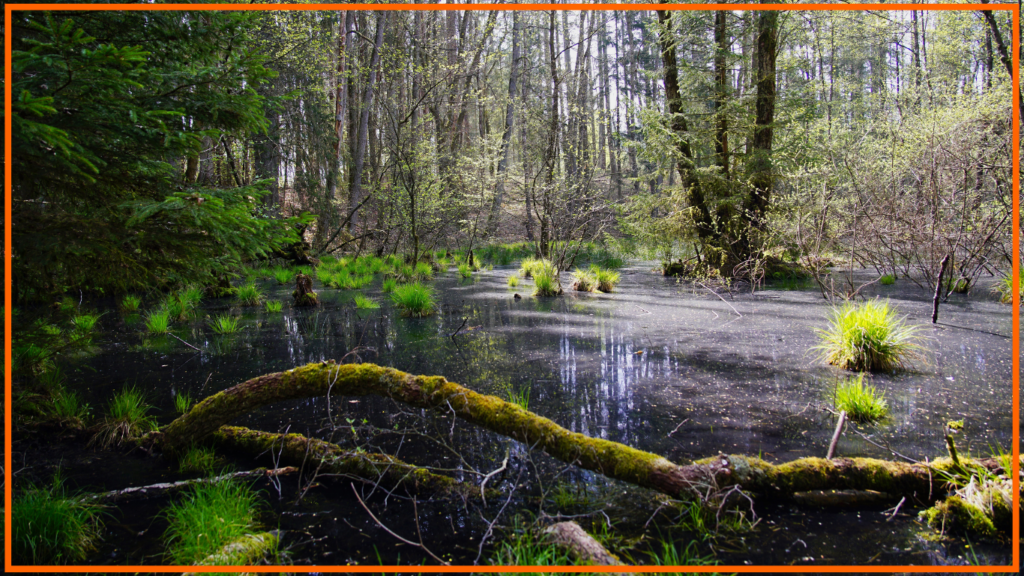 MdEP Manuela Ripa (ÖDP) zur Debatte um das Moor Königsbruch bei Homburg ...